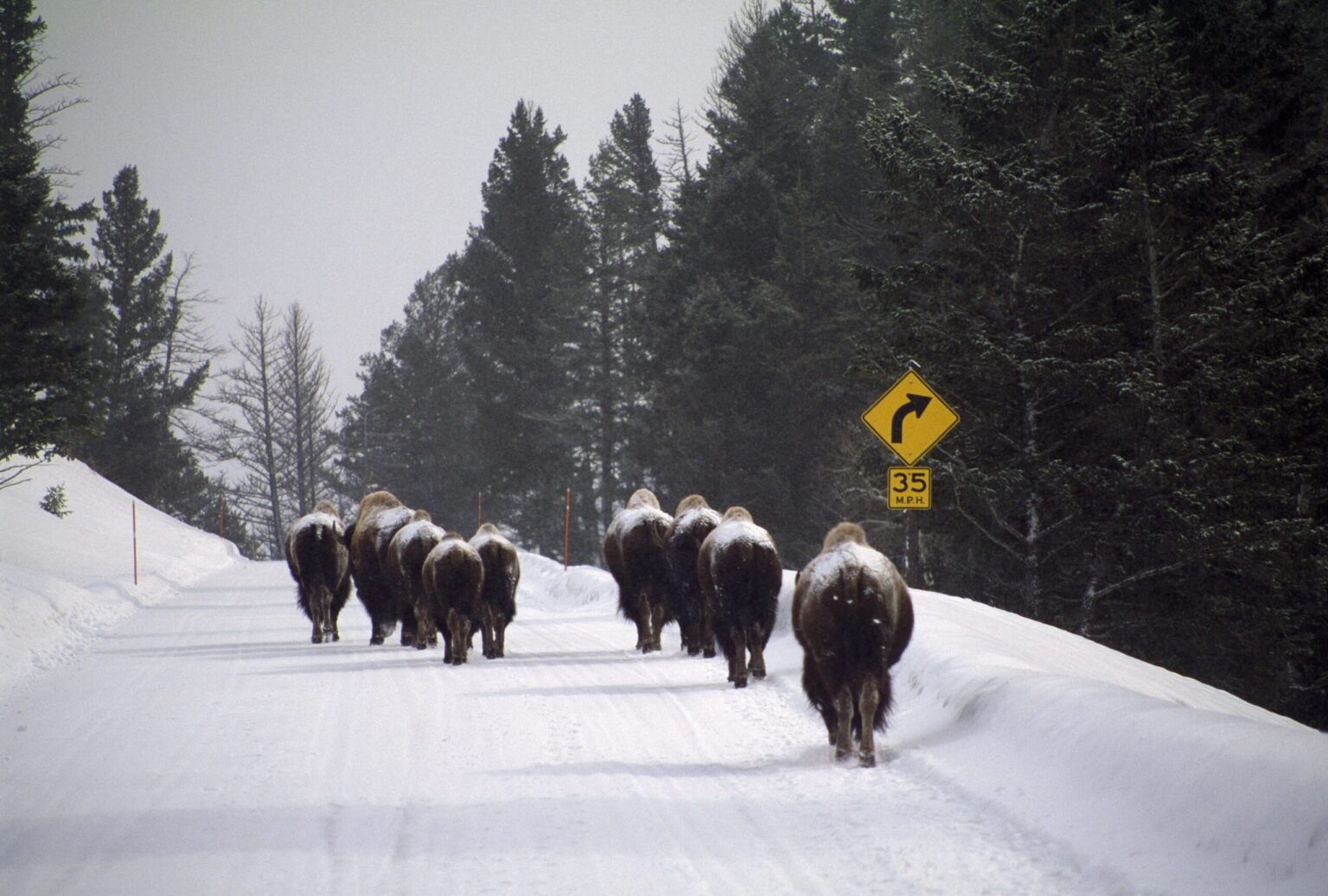 Best and Nearest Airports To Yellowstone National Park - National Parks ...